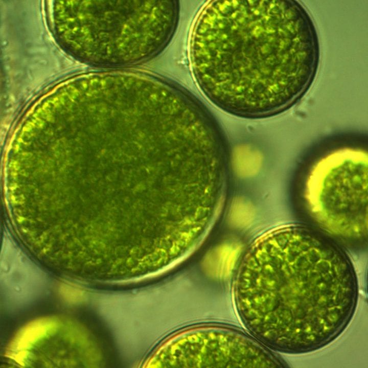 Culture of Innovation | TrueAlgae